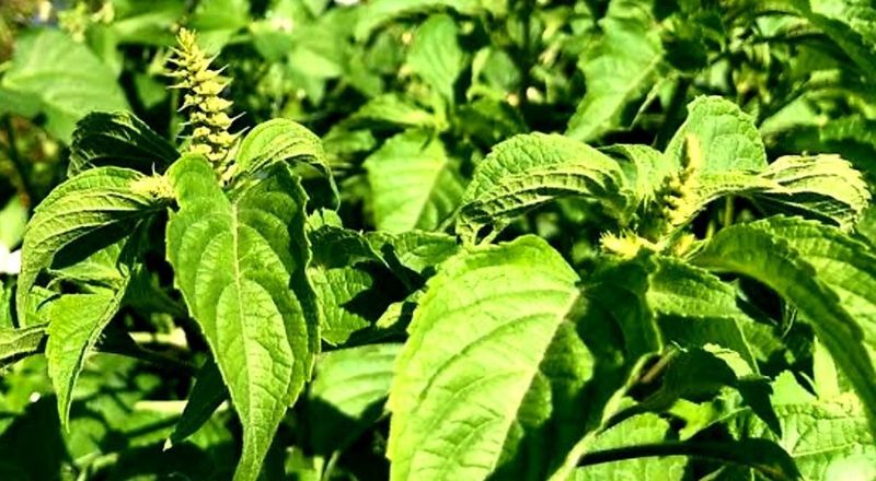 TheRadar - Scent leaf: 8 reasons this Nigerian superfood should be part ...